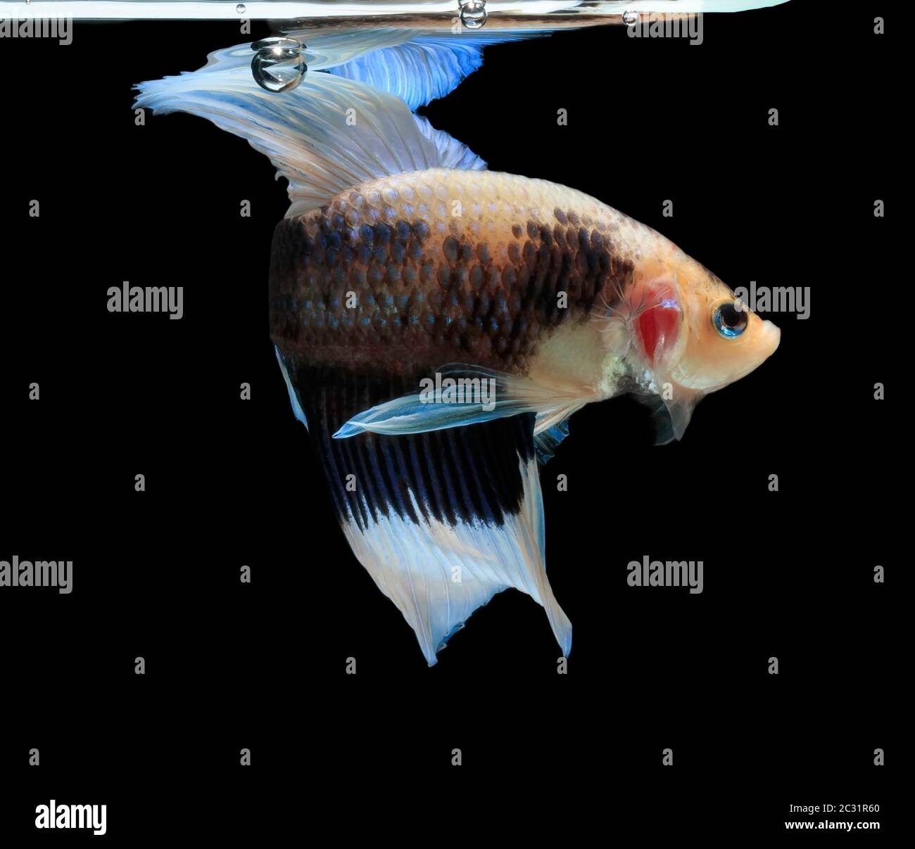 Les poissons de combat siamois combattent le poisson bleu, Betta ...