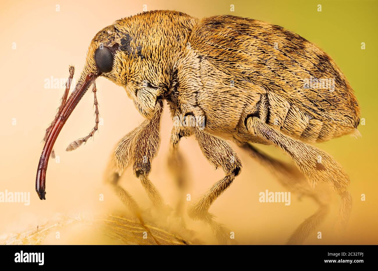 Coleoptera insect microscope Banque de photographies et d’images à ...