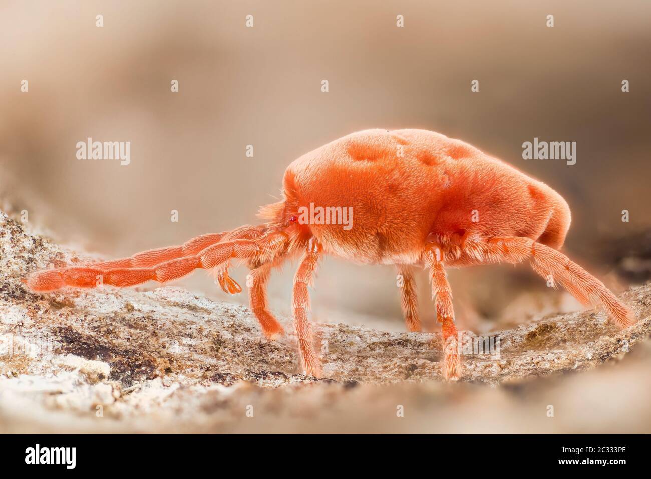 Acarien rouge Banque de photographies et d’images à haute résolution ...