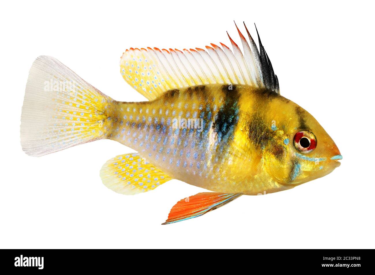 Microgeophagus ramirezi dwarf cichlid Banque de photographies et d ...