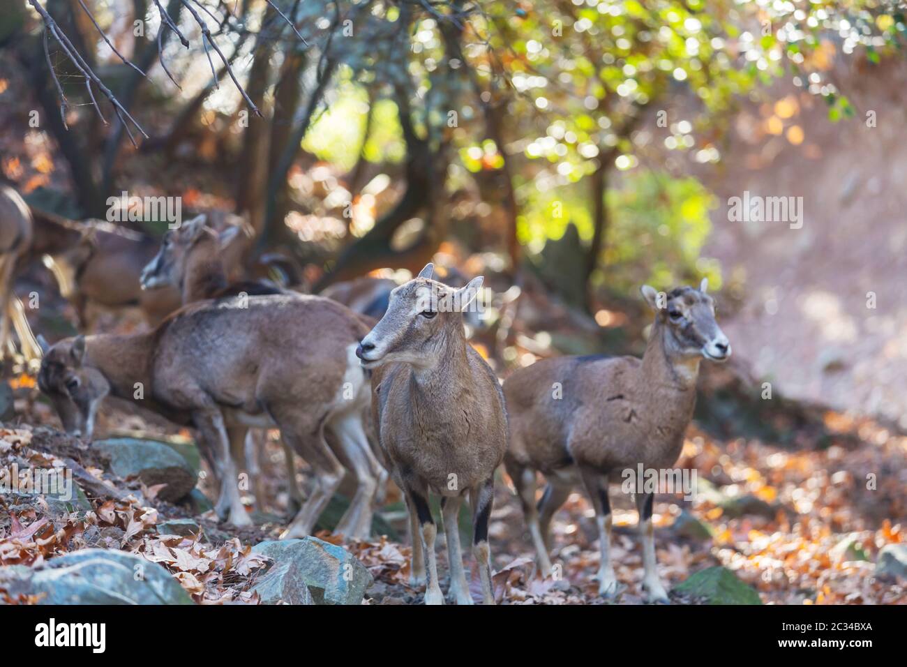 Chypre mouflon Banque de photographies et d’images à haute résolution ...