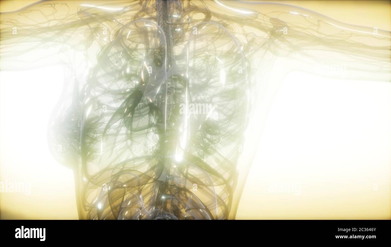 Radiographie Du Corps Humain Banque d'image et photos - Alamy