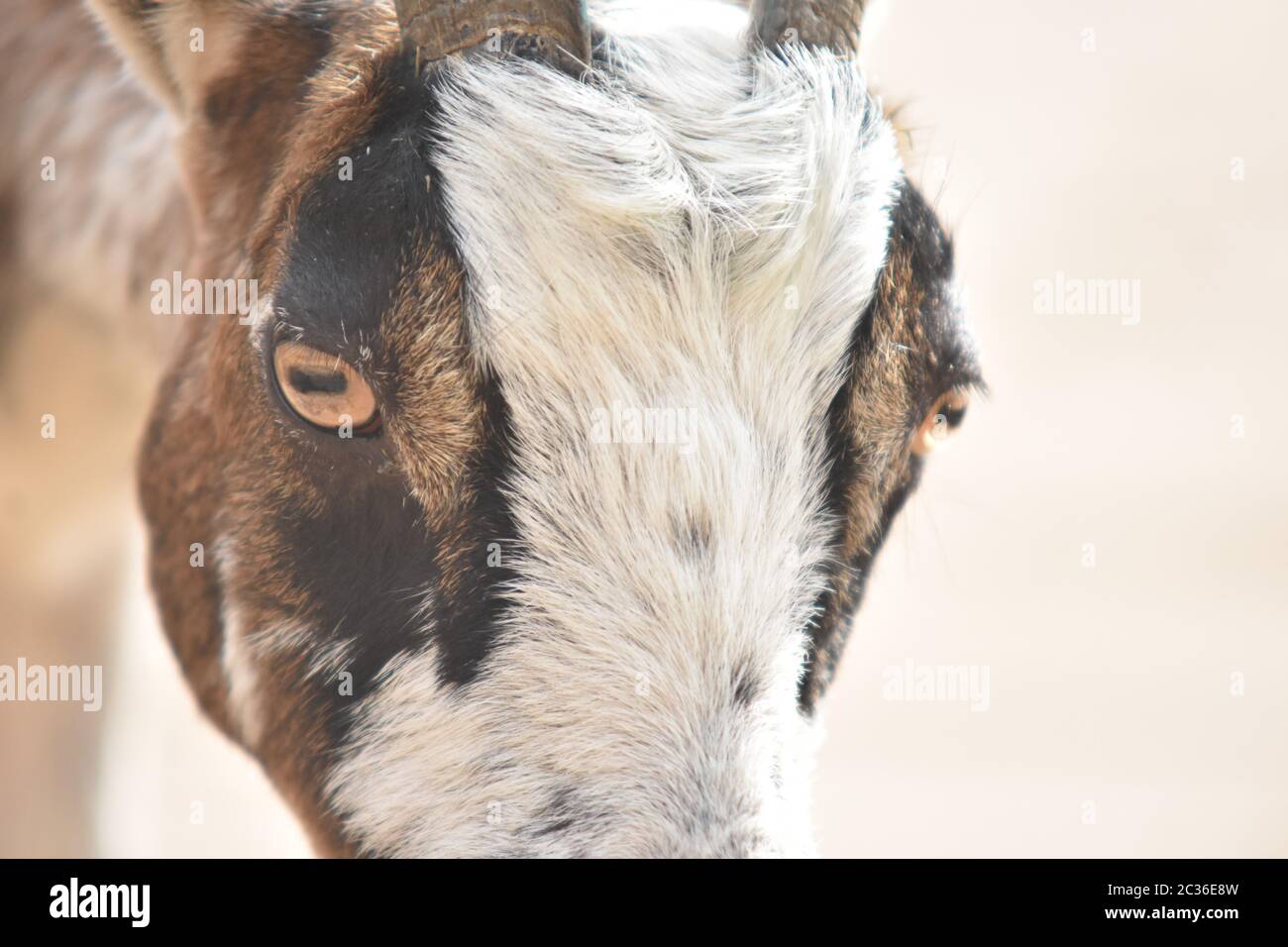Goat face Banque de photographies et d’images à haute résolution - Alamy