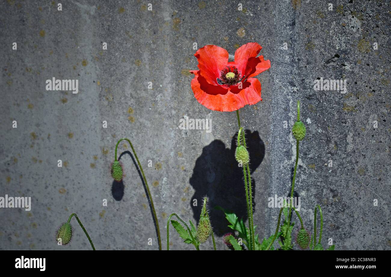 Coquelicot rouge Banque de photographies et d’images à haute résolution ...