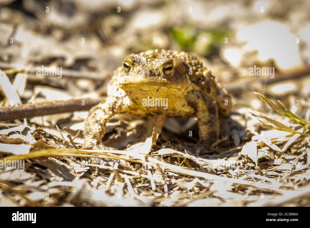 Crapaud commun européen bufo bufo Banque de photographies et d’images à ...