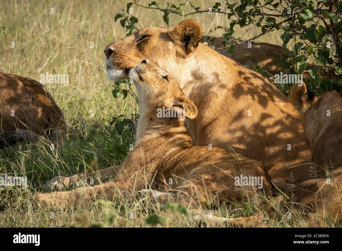 Lionne avec ses petits Banque de photographies et d’images à haute ...