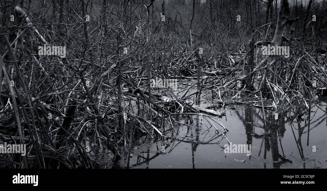Mangrove noire Banque de photographies et d’images à haute résolution ...