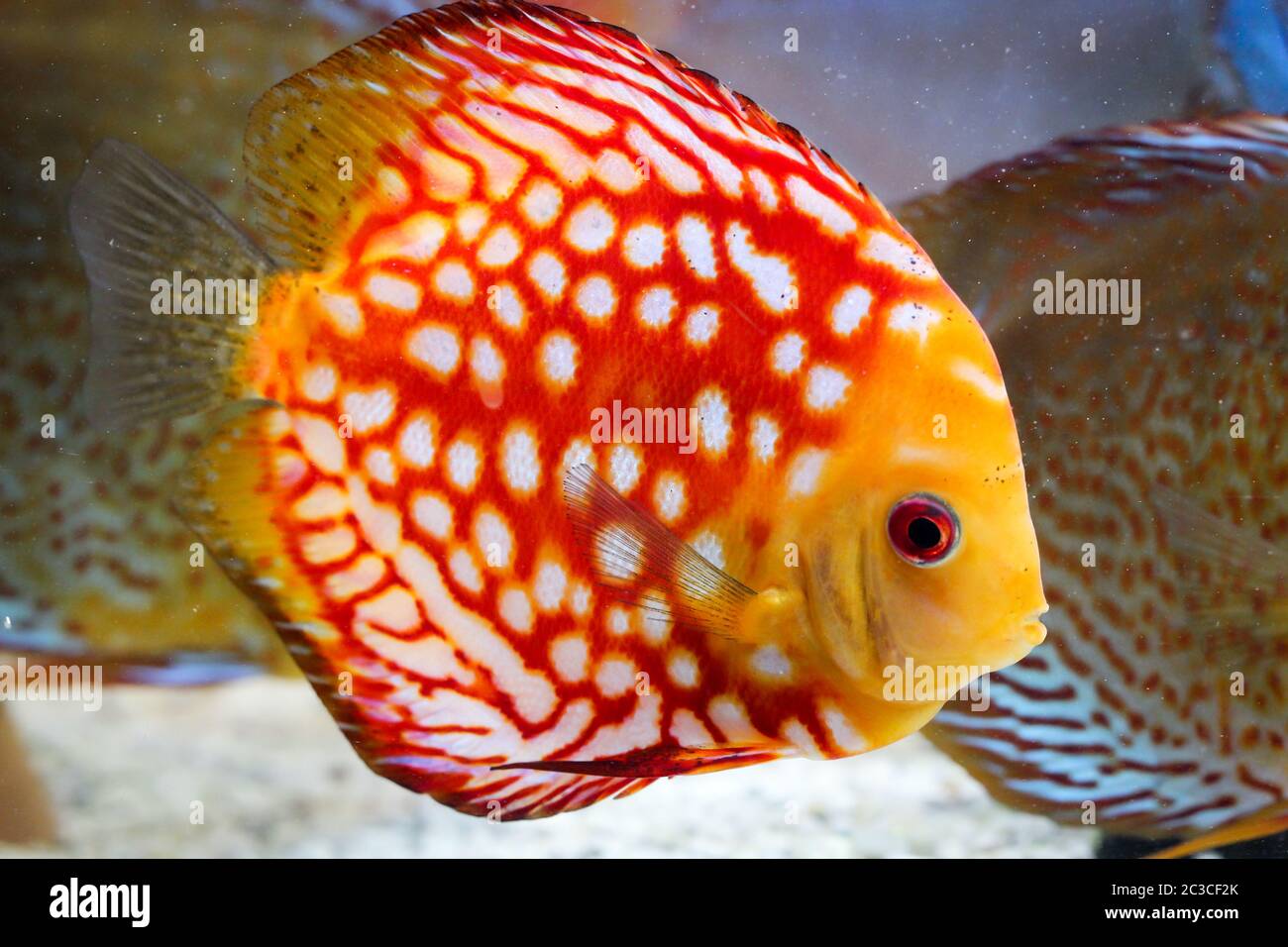 Discus cichlids Banque de photographies et d’images à haute résolution ...