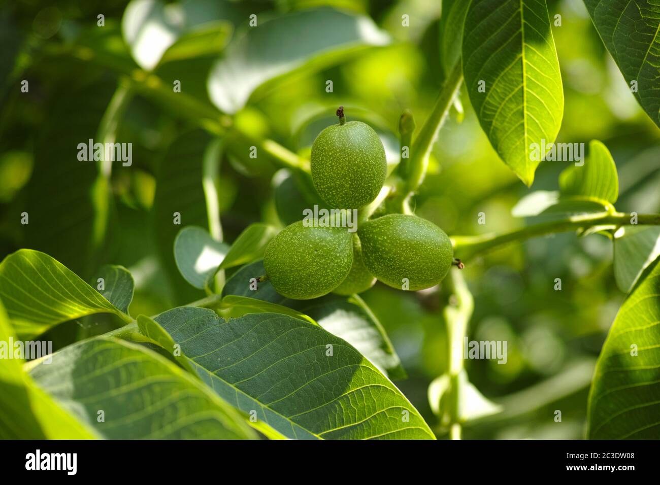 Noix qui poussent sur un arbre Banque de photographies et d’images à ...