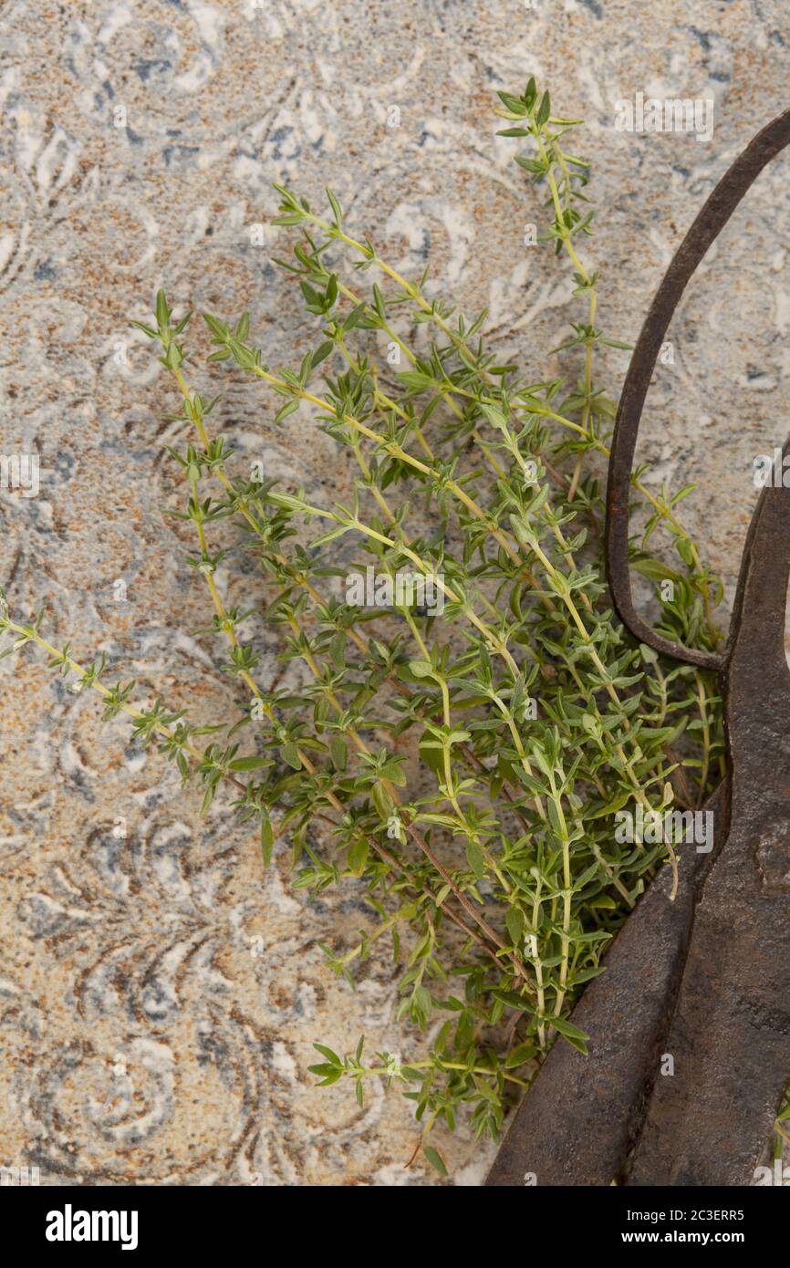 Thym frais Banque de photographies et d’images à haute résolution - Alamy