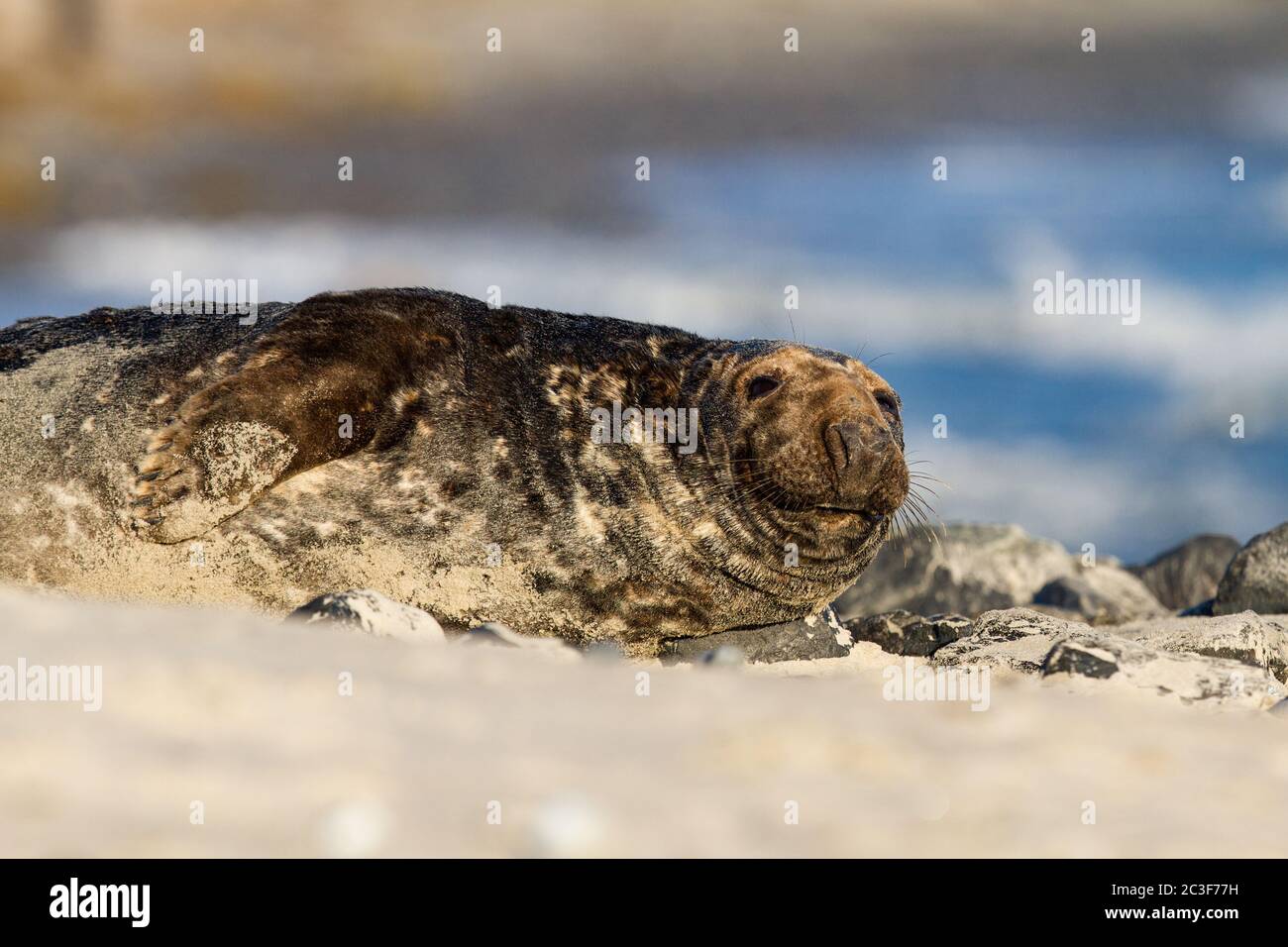 Phoques gris (Halichoerus grypus) à Helgoland, Allemagne Photo Stock ...