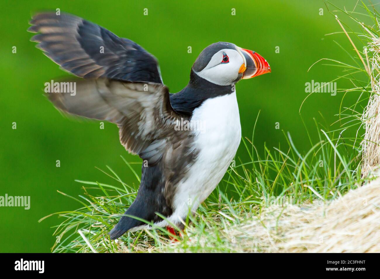 Vol macareux islande Banque de photographies et d’images à haute ...