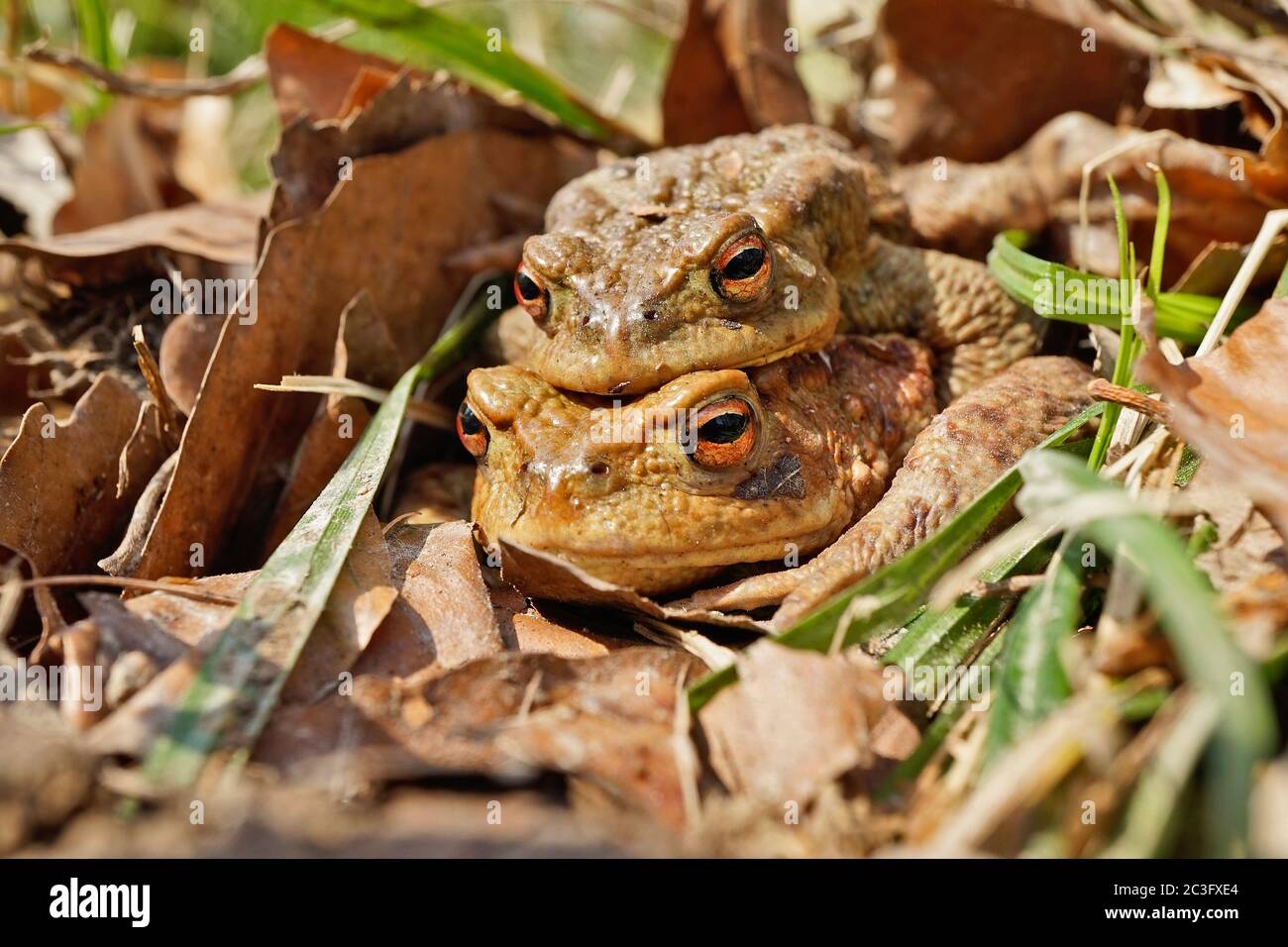 Migration du crapaud commun Banque de photographies et d’images à haute ...