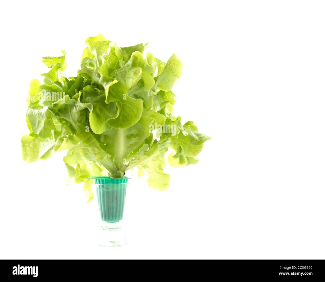 Le chene vert Banque de photographies et d’images à haute résolution ...