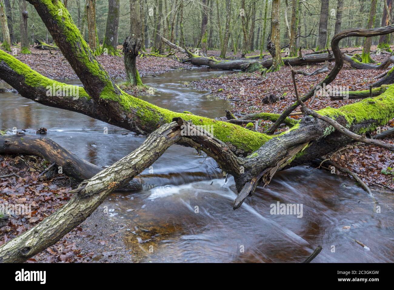 Ruisseau de forêt Banque de photographies et d’images à haute ...