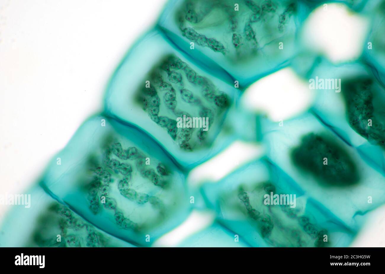 Algae microscope Banque de photographies et d’images à haute résolution ...