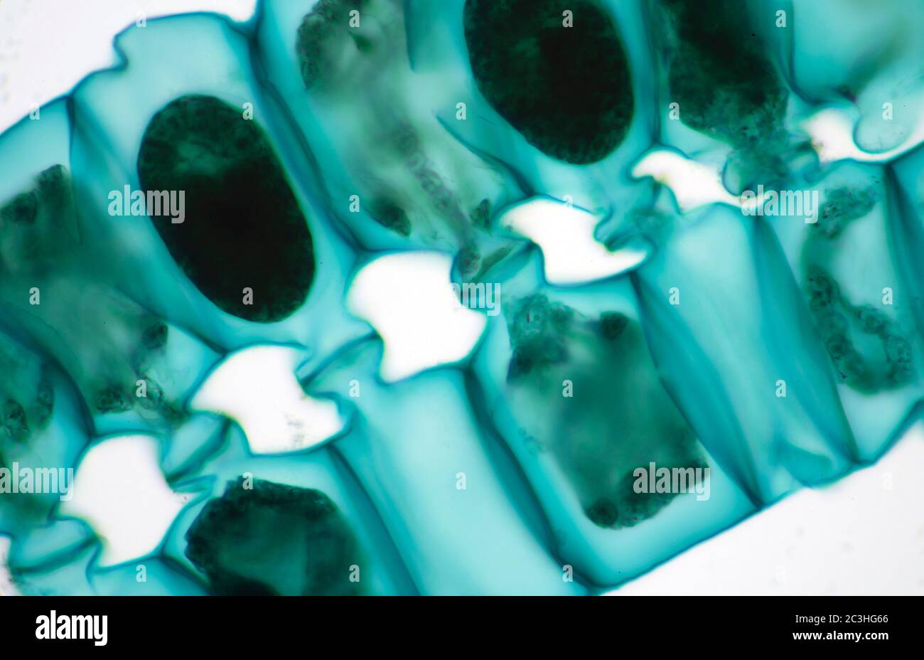 Algae microscope Banque de photographies et d’images à haute résolution ...