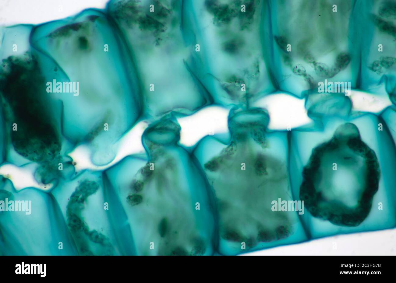 Algues vertes charophytes filamenteuses Banque de photographies et d ...