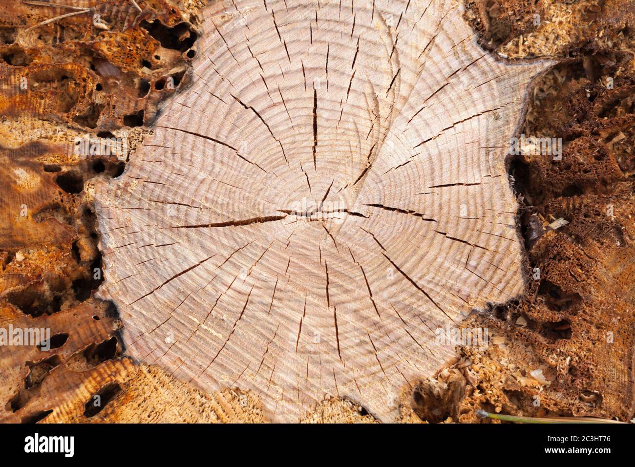 Gros plan, macro d'un tronc d'arbre scié, noyau dur. Texture et motif ...