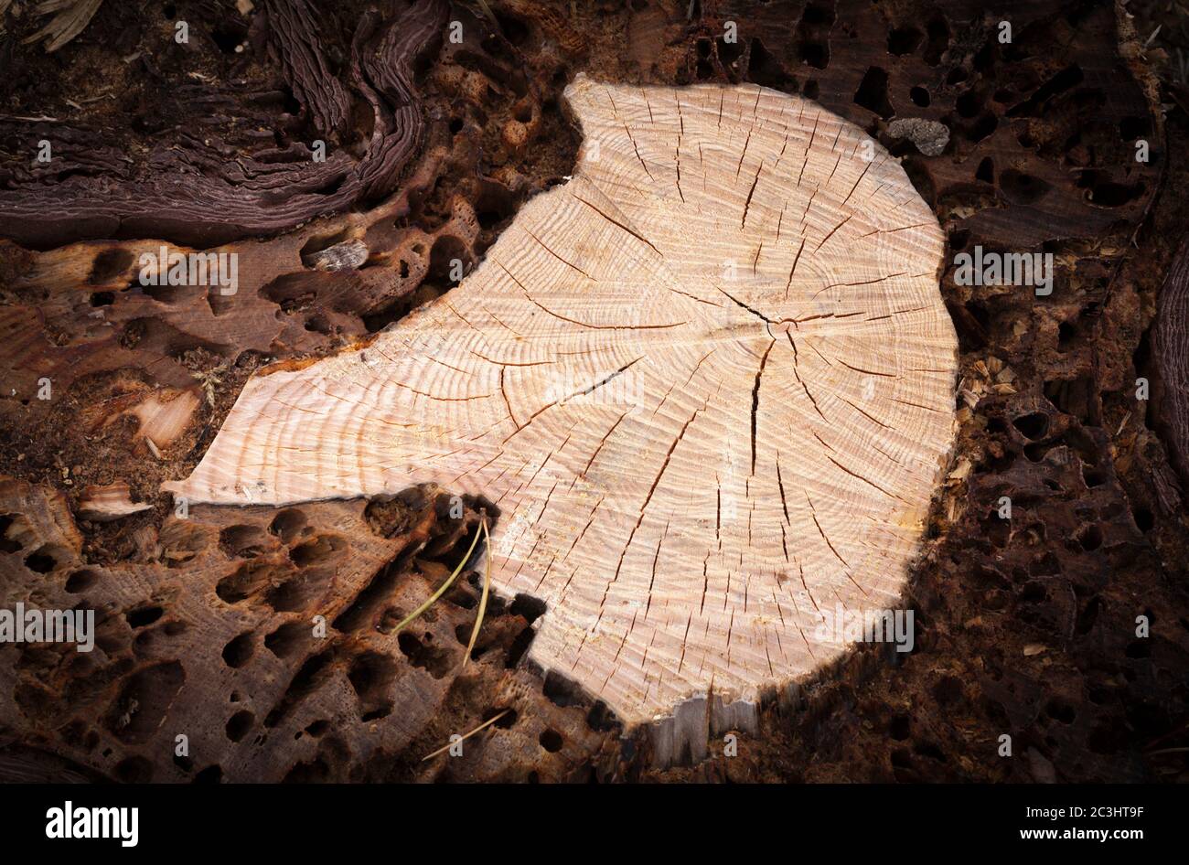 Gros plan, macro d'un tronc d'arbre scié, noyau dur. Texture et motif ...