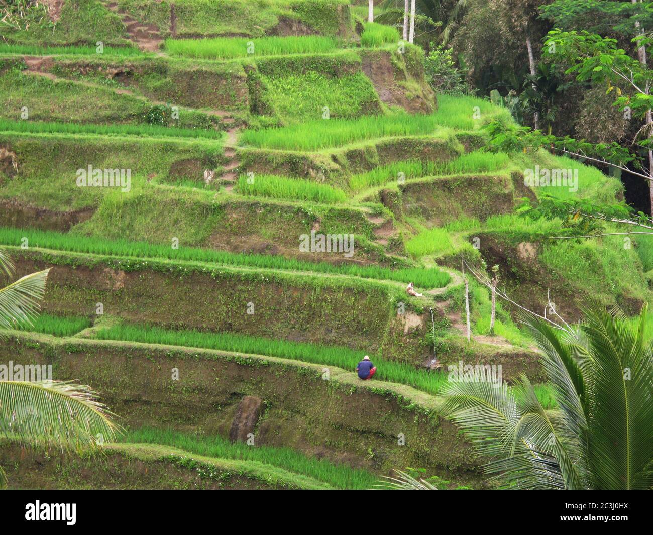 Tegallalang rice terraces Banque de photographies et d’images à haute ...