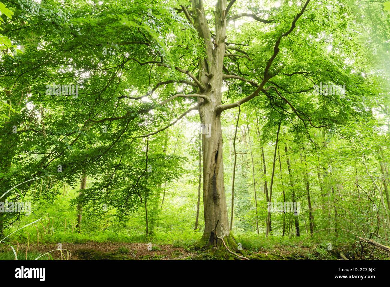 Forêt tropicale à feuilles caduques Banque de photographies et d’images ...