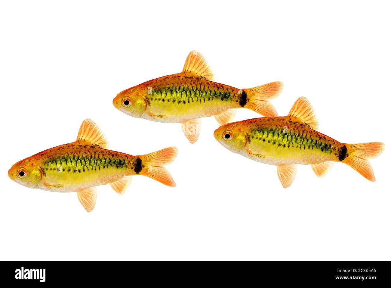 Barbus semifasciolatus Banque de photographies et d’images à haute ...