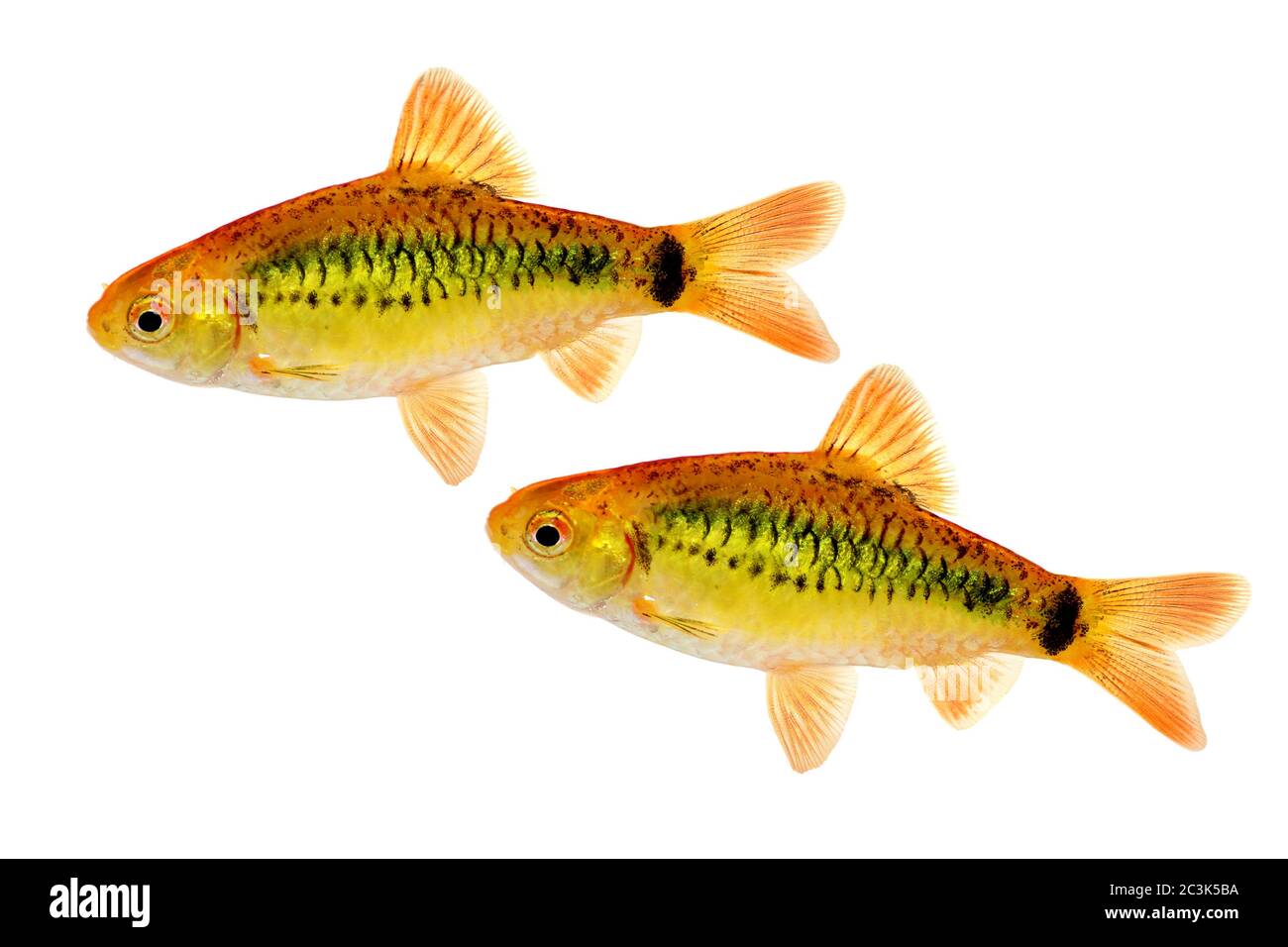 Barbus semifasciolatus Banque de photographies et d’images à haute ...