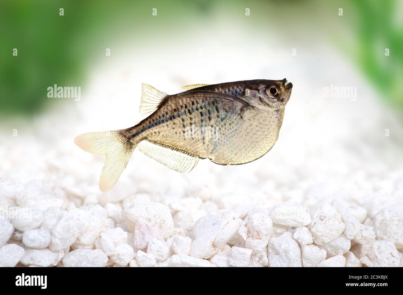 Poisson hachette Banque de photographies et d’images à haute résolution ...