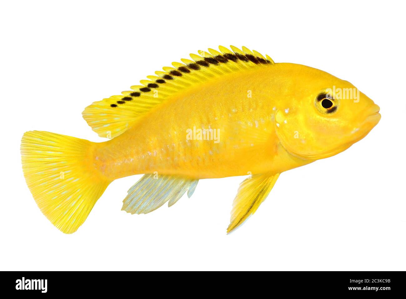 Labidochromis caeruleus jaune Banque de photographies et d’images à ...