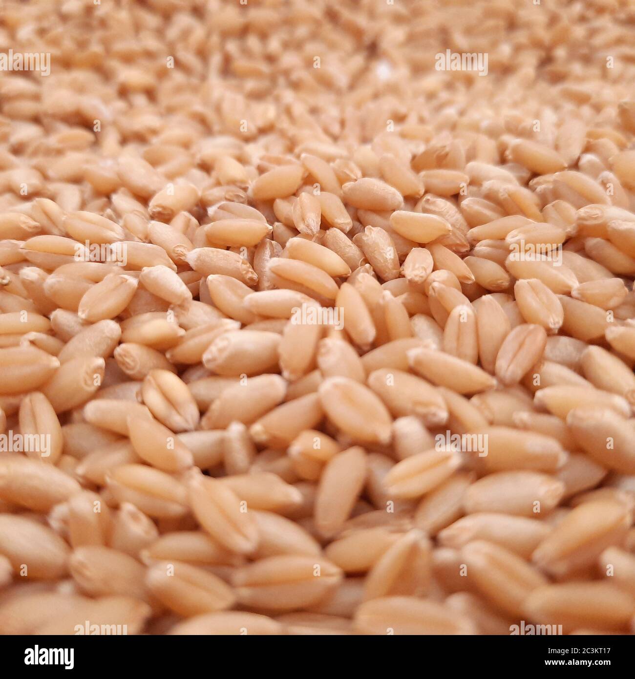 Grains de blé Banque de photographies et d’images à haute résolution ...