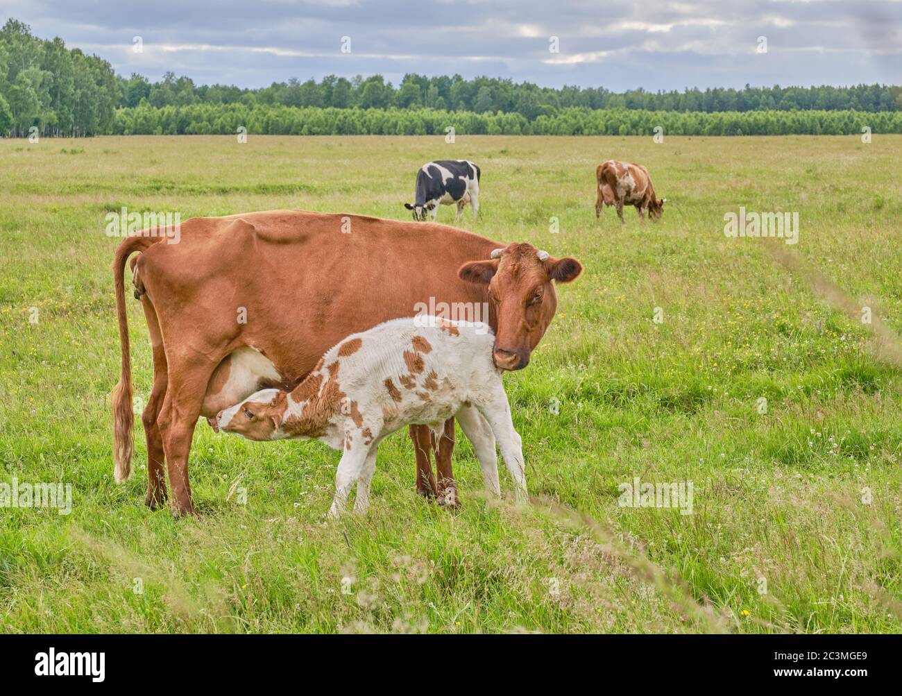 Le veau blanc et brun suce le lait du mamelon du pis de la vache. Un ...