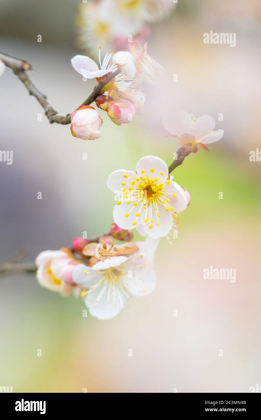 Fleurs de prune en pleine floraison dans le jardin de fleurs de prune ...