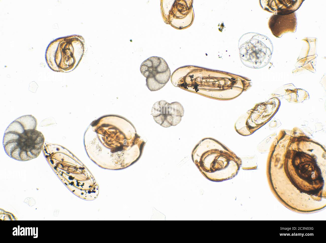 Tests de foraminifera, protistes amioboïdes de la mer Adriatique, vue ...