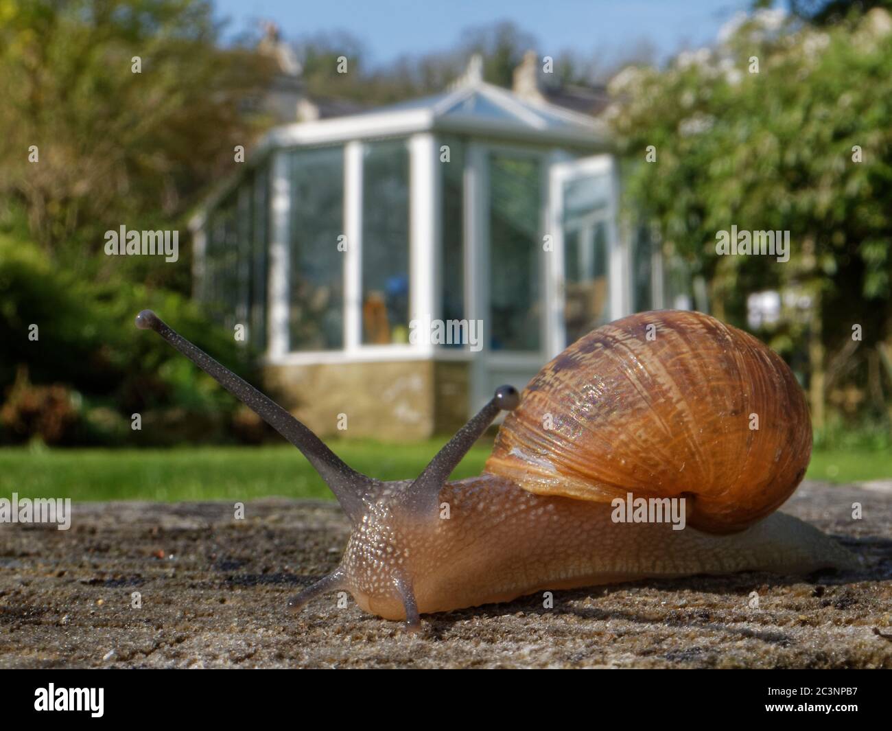 Escargot de jardin (Cornu aspersum / Helix aspersa) rampant sur un lit ...