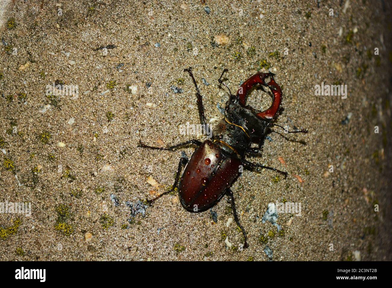Insecte de lavage Banque de photographies et d’images à haute ...