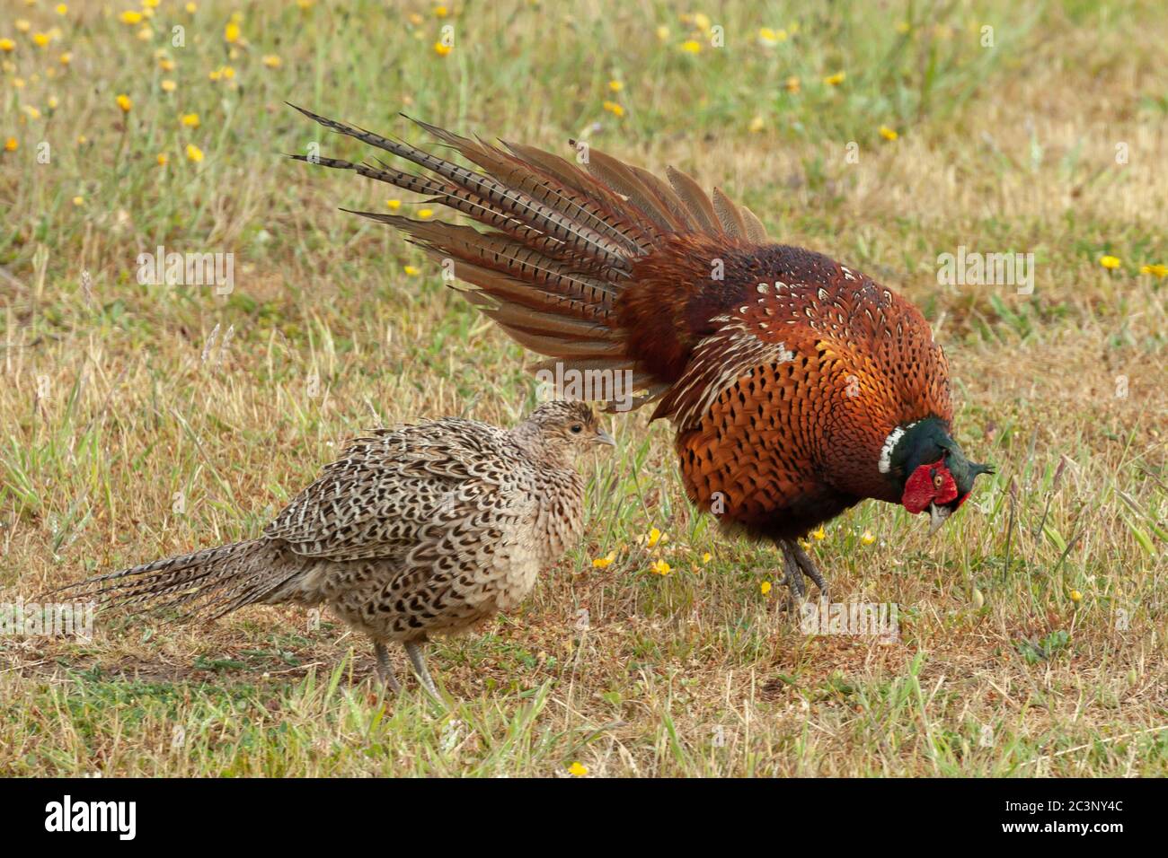 Couple de faisan Banque de photographies et d’images à haute résolution ...