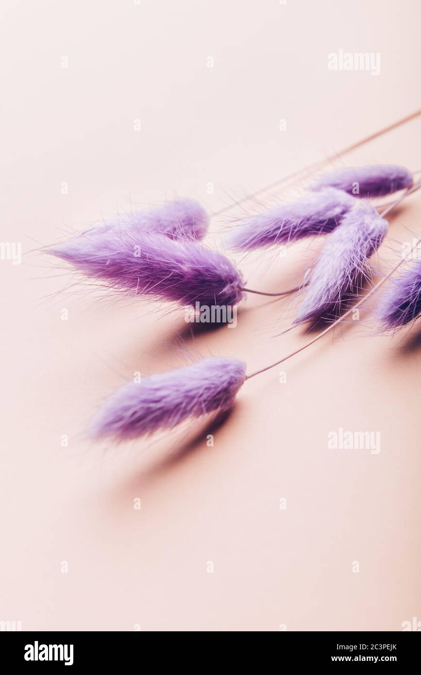 Queues de lapins Banque de photographies et d’images à haute résolution ...