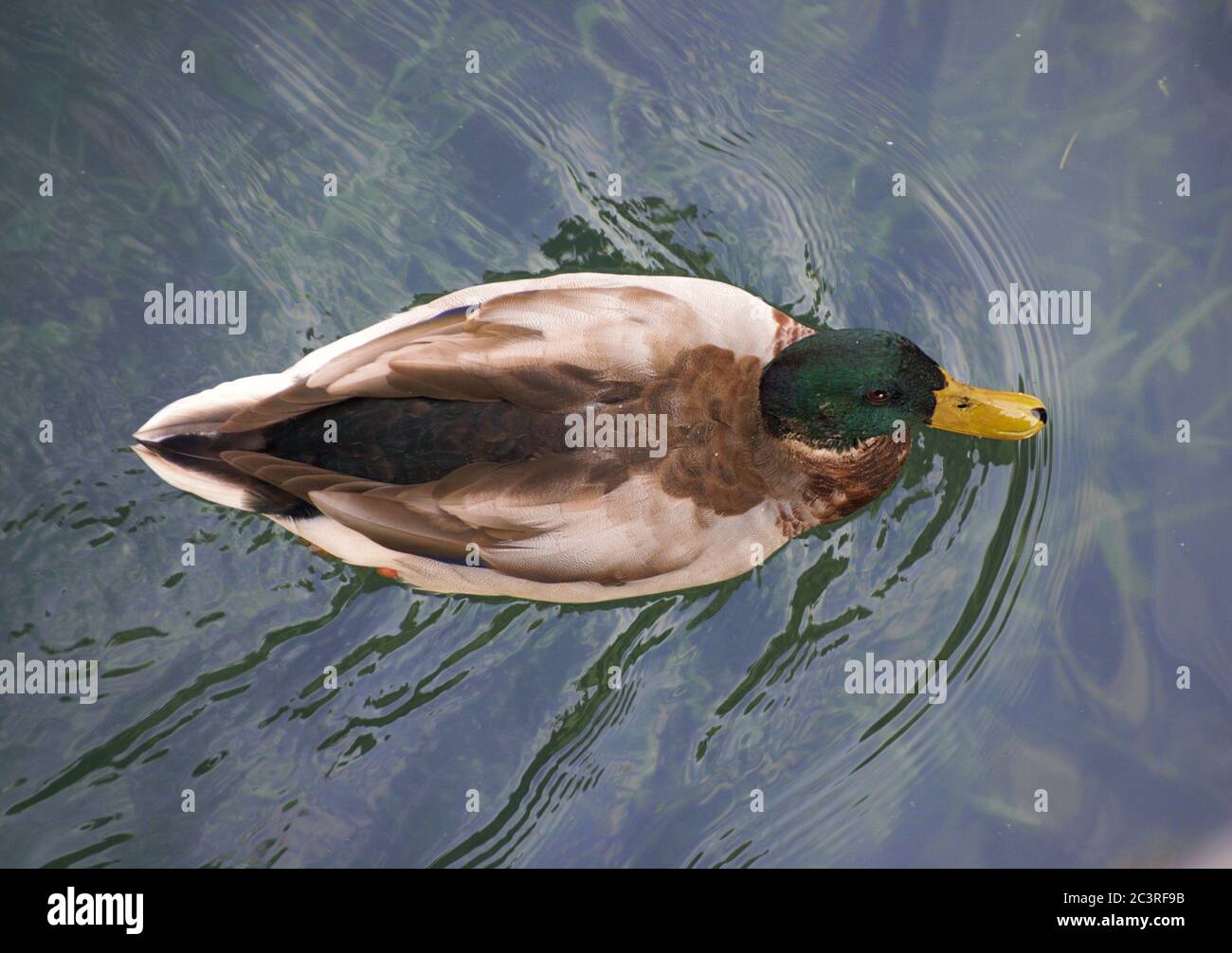 Gros plan au-dessus d'un canard nageant dans l'étang - parfait pour le ...