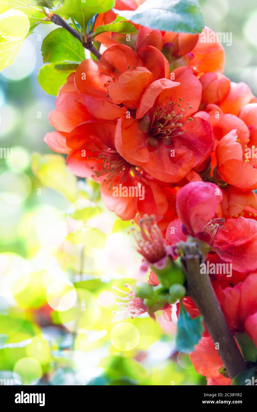 Fleurs rouges de grenade ou de Punica granatum. Branche de fleurs de ...