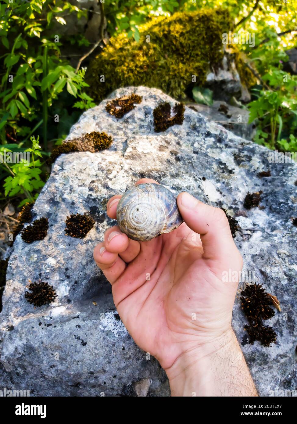 Fossile D'escargot Banque d'image et photos - Alamy
