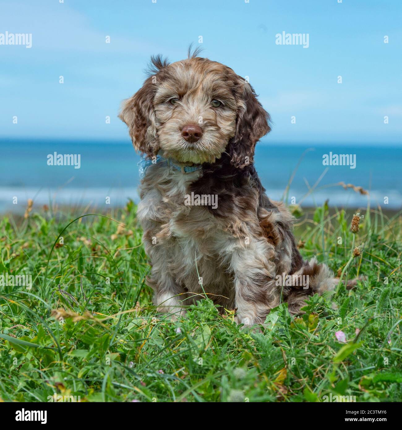 Cockapoo pup Banque de photographies et d’images à haute résolution - Alamy
