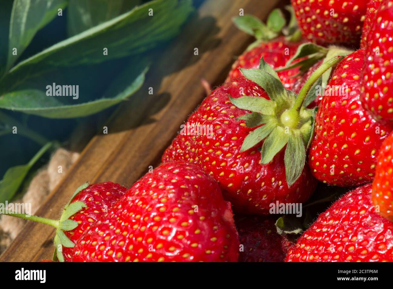 Caisse pleine de fraises dans le champ. Récolte de fraises fraîches ...