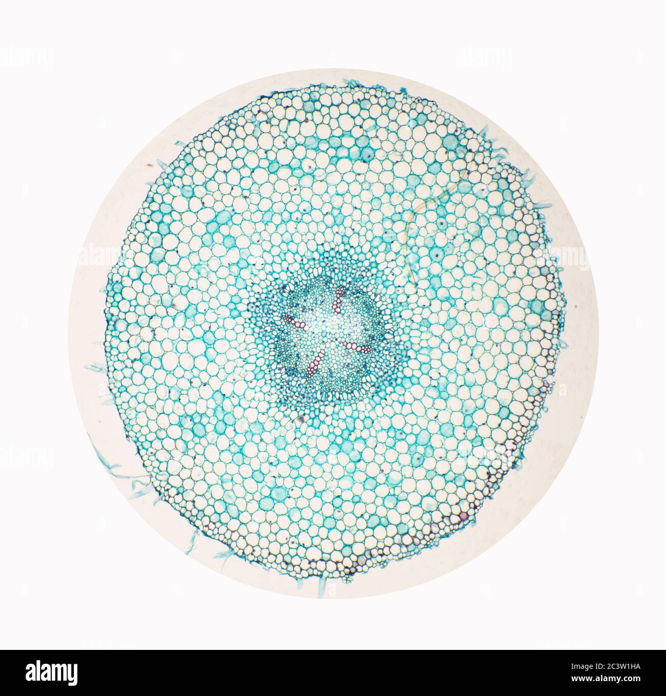 Plant root cross section microscope Banque de photographies et d’images ...