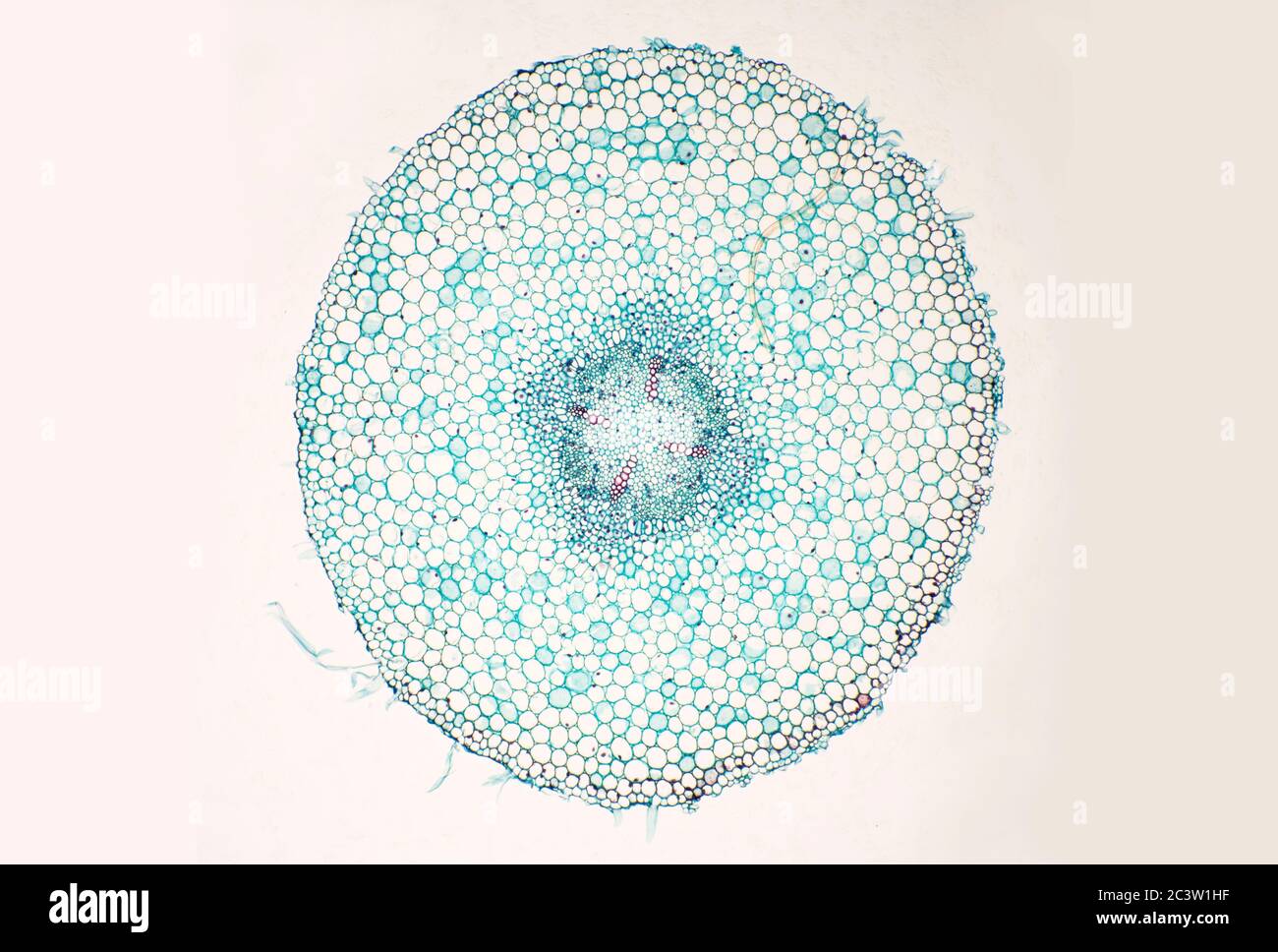 Plant root cross section microscope Banque de photographies et d’images ...