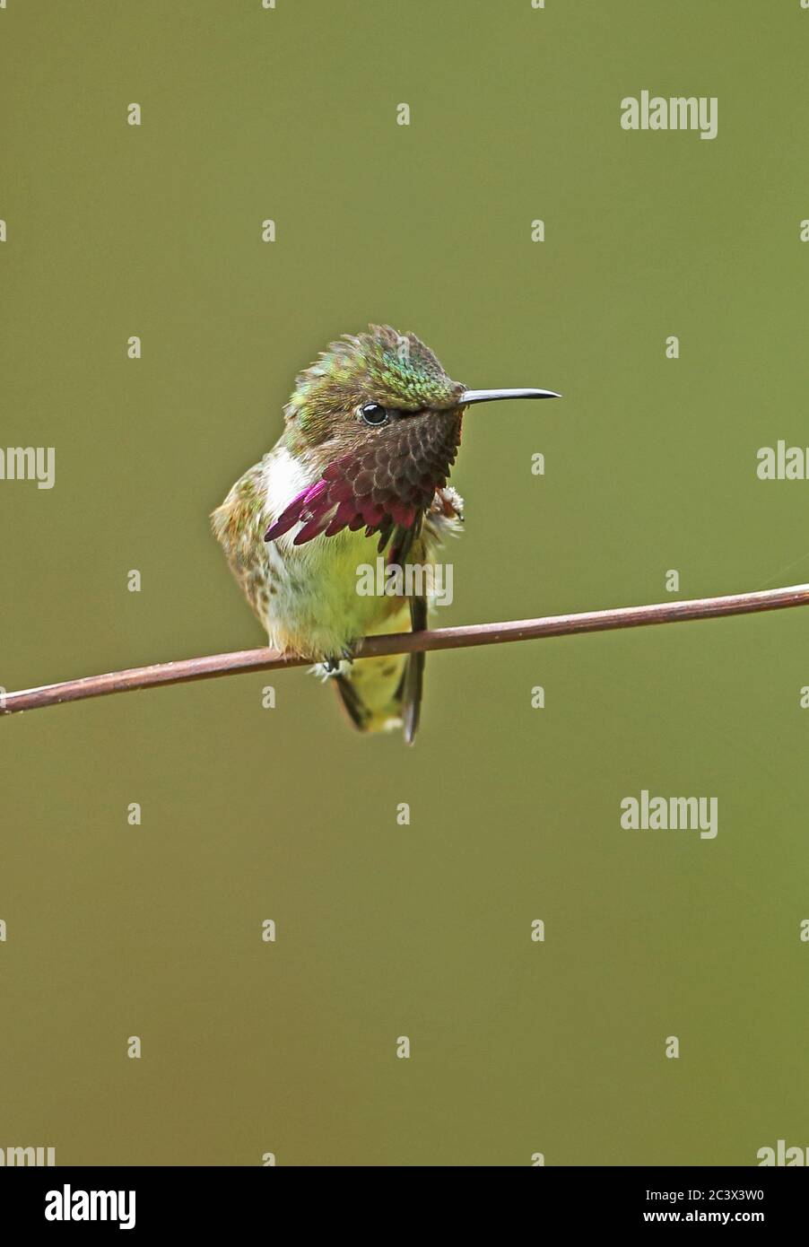 Atthis ellioti Banque de photographies et d’images à haute résolution ...