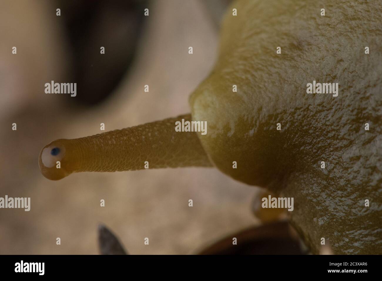 Tentacules sensoriels Banque de photographies et d’images à haute ...
