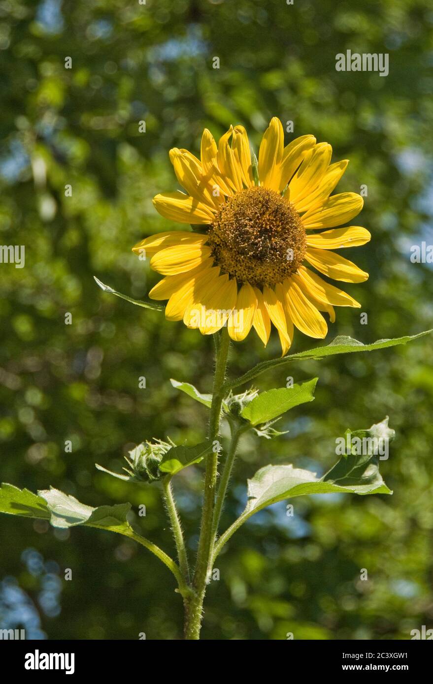 Tournesol de premier plan Banque de photographies et d’images à haute ...