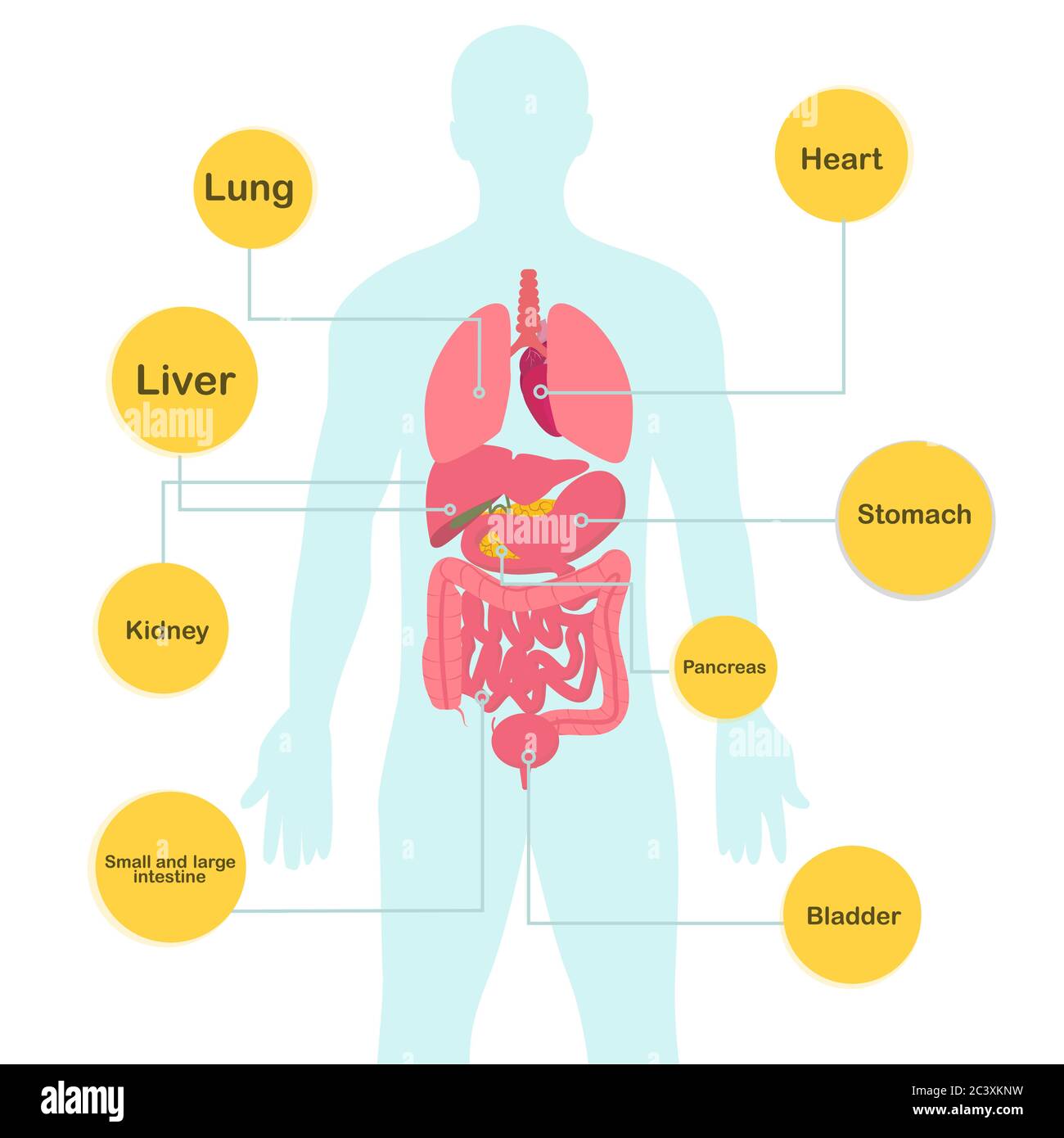 Description des organes abdominaux Banque d'images vectorielles - Alamy