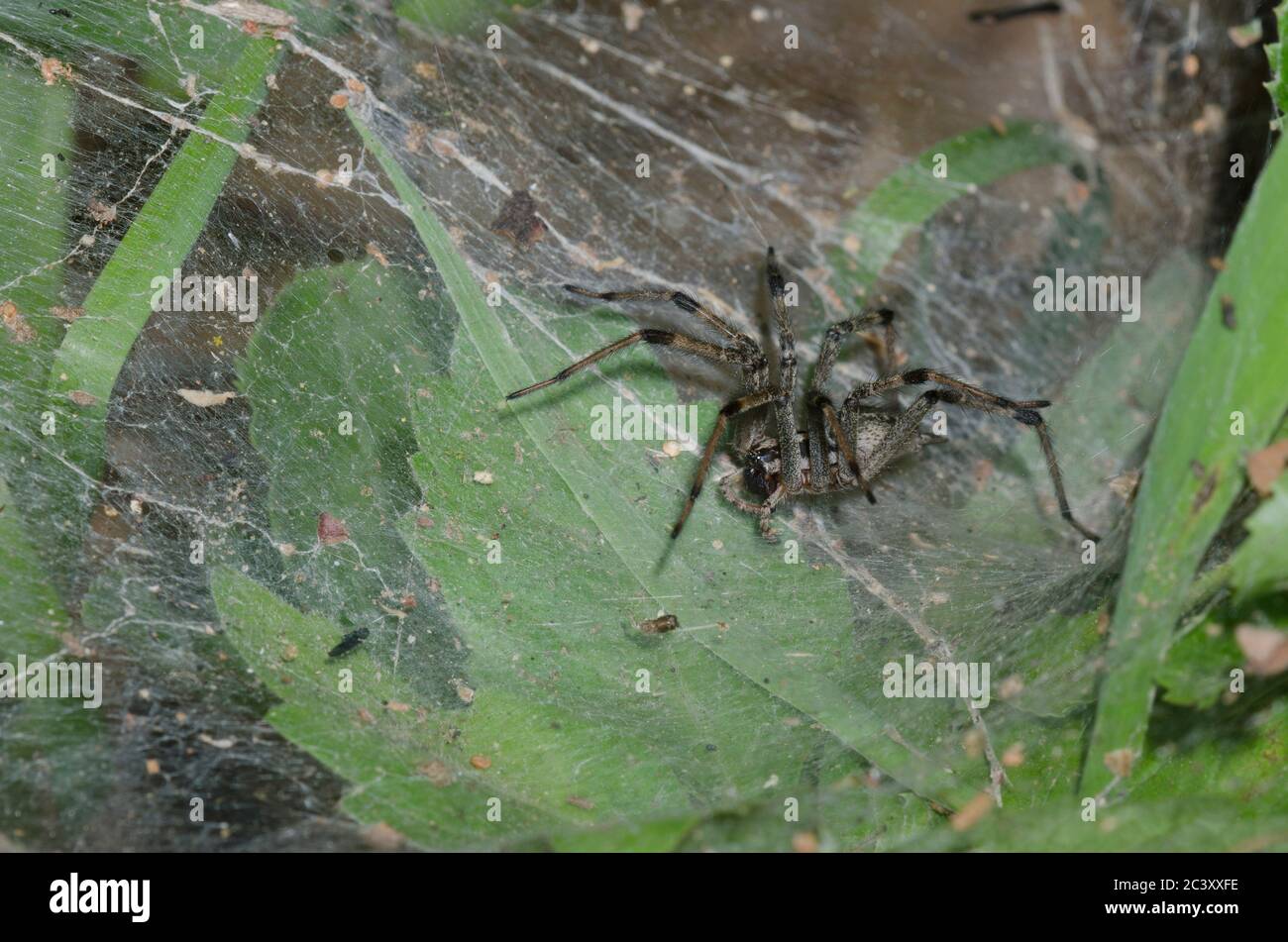 Famille agelenidae Banque de photographies et d’images à haute ...